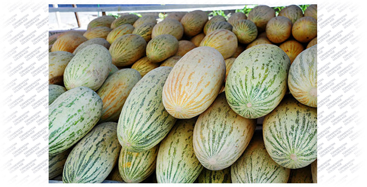 Türkmen gawuny ajaýypdyr