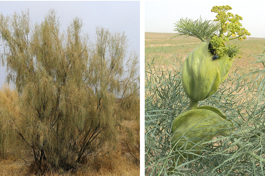 Desert ecosystems of Turkmenistan are to receive international recognition