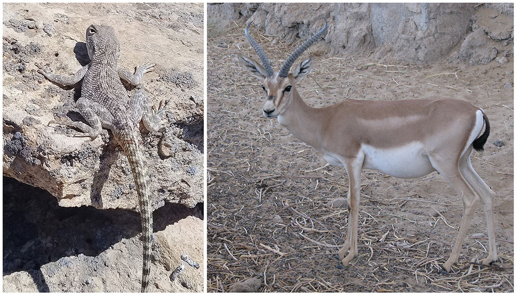 Desert ecosystems of Turkmenistan are to receive international recognition